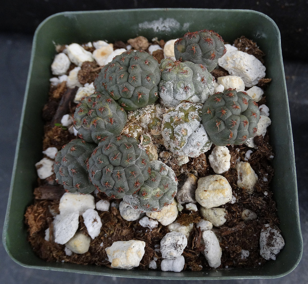 Puna bonnieae – Kyle's Plants