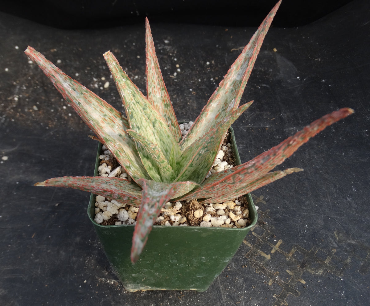 Aloe x 'Pink Blush' Variegata – Kyle's Plants