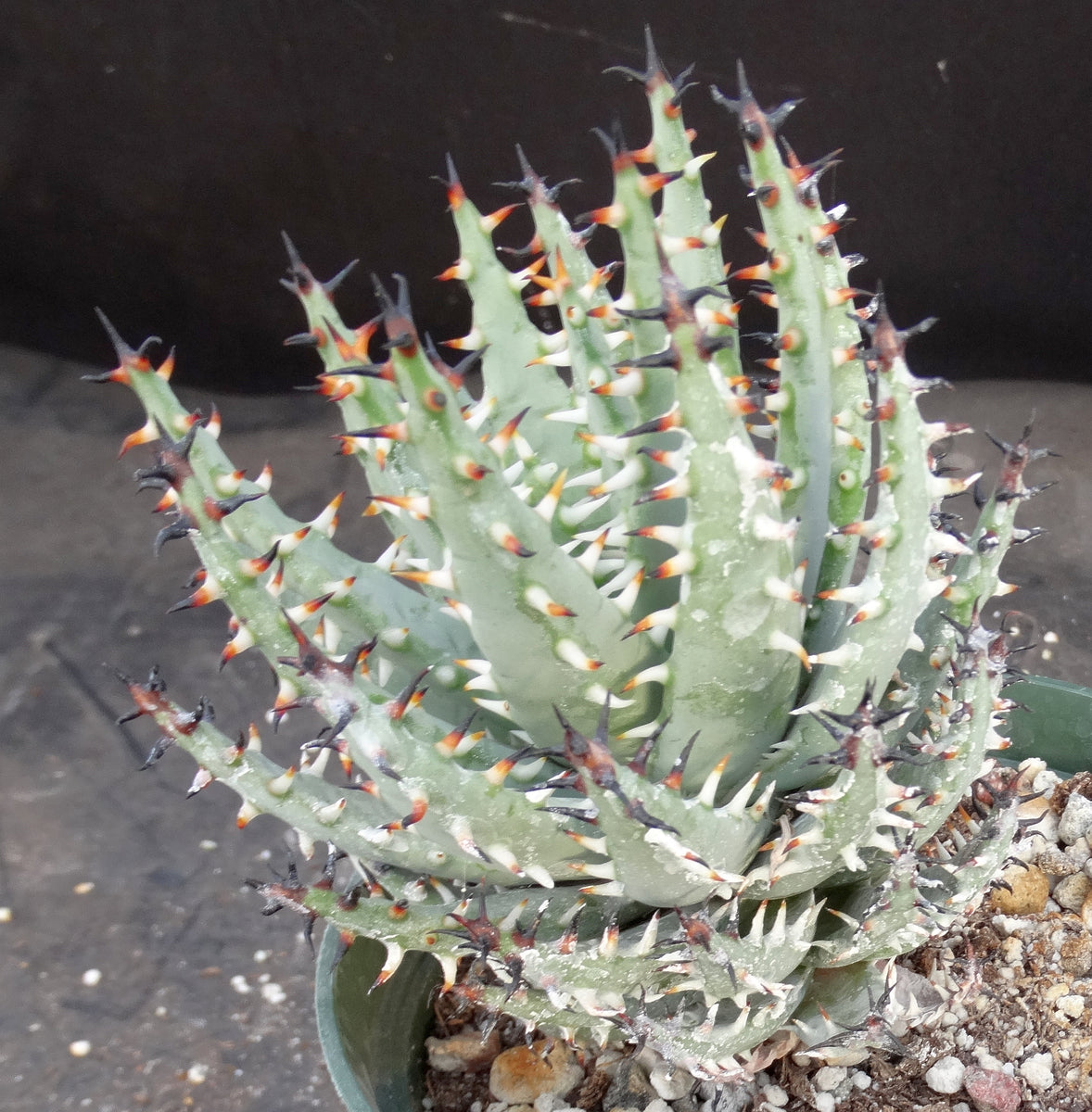 Aloe erinacea *Larger Plant* – Kyle's Plants