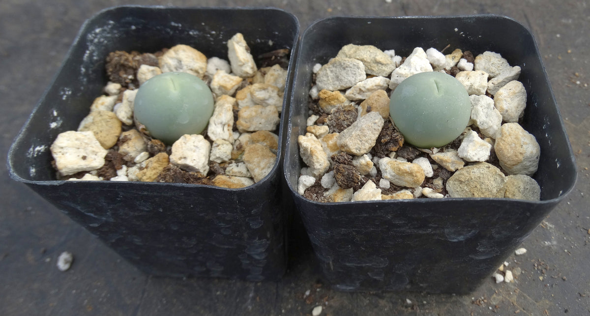 Conophytum calculus – Kyle's Plants