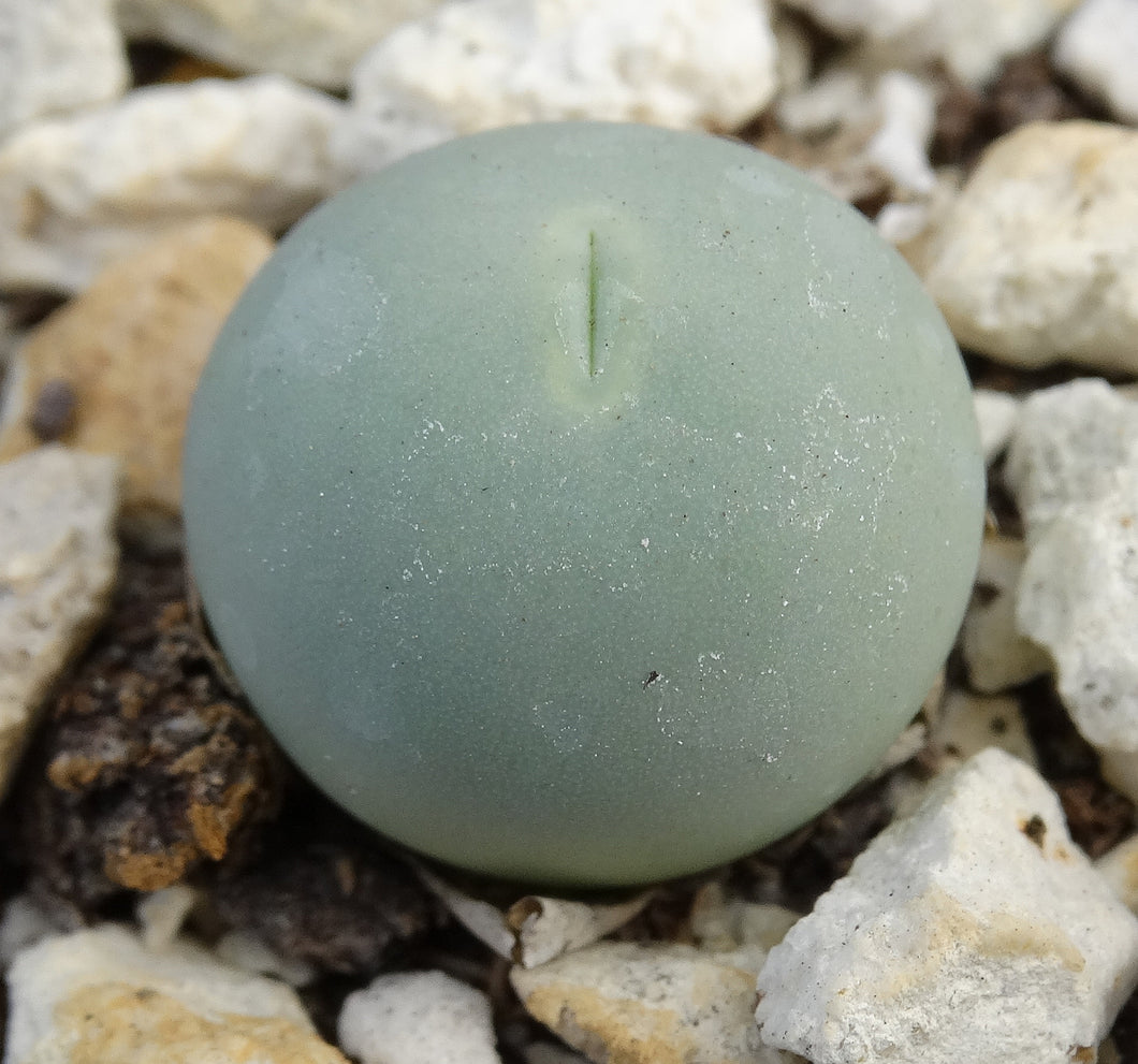 Conophytum calculus – Kyle's Plants