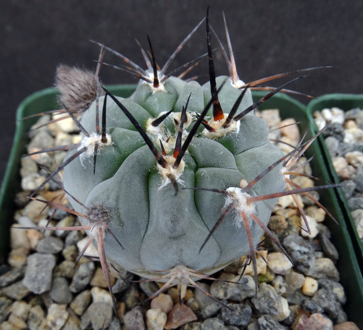 Acanthocalycium glaucum *Smallest Blue Cactus* – Kyle's Plants