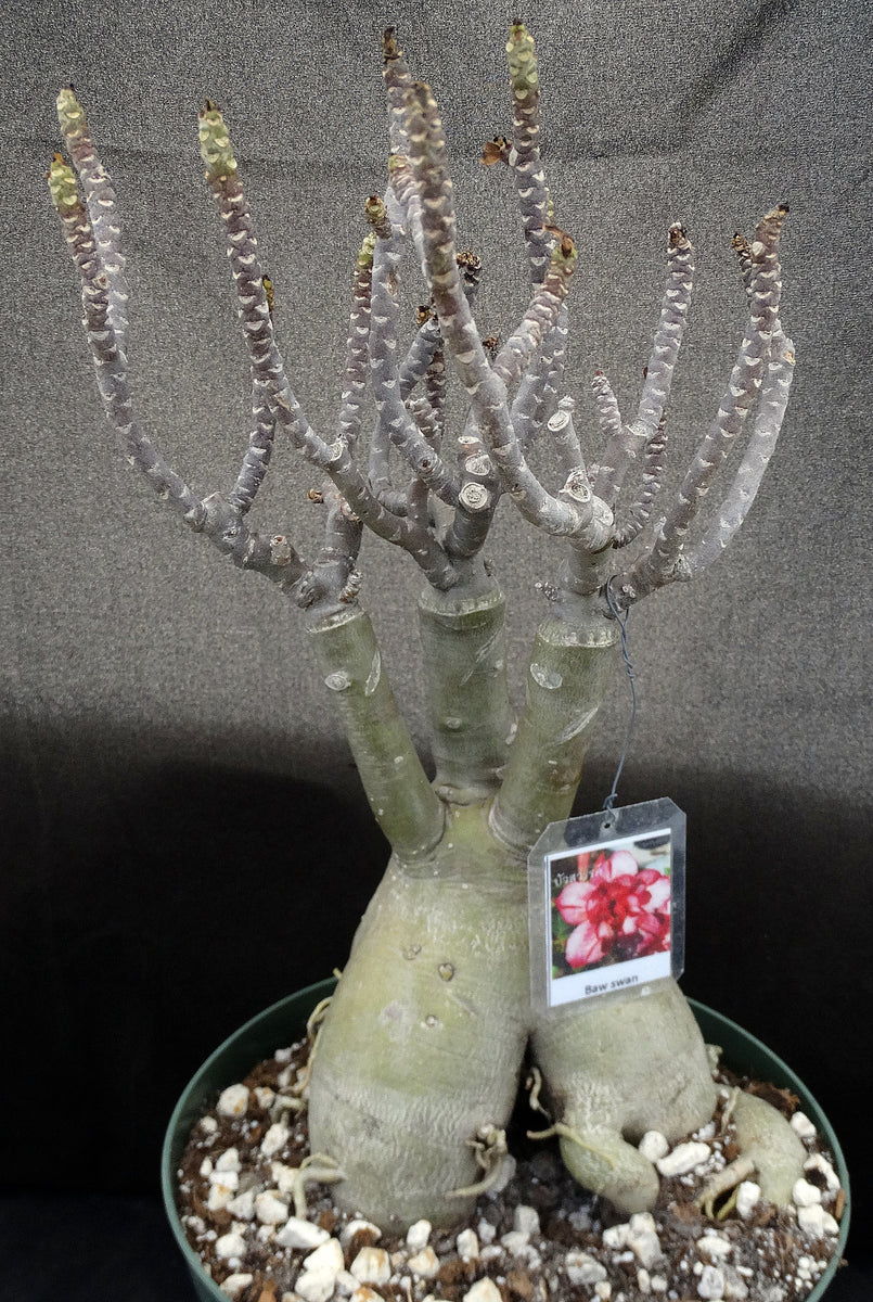 Adenium 'Bua Sawan' *Huge Plant* Grafted Hybrid – Kyle's Plants