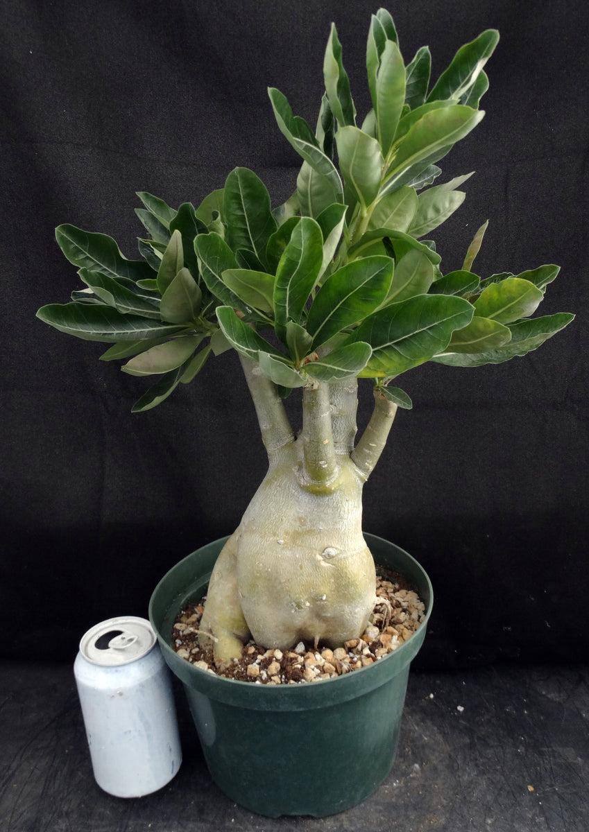 Adenium Obesum Big Plant! *Please See Description* (C) – Kyle's Plants