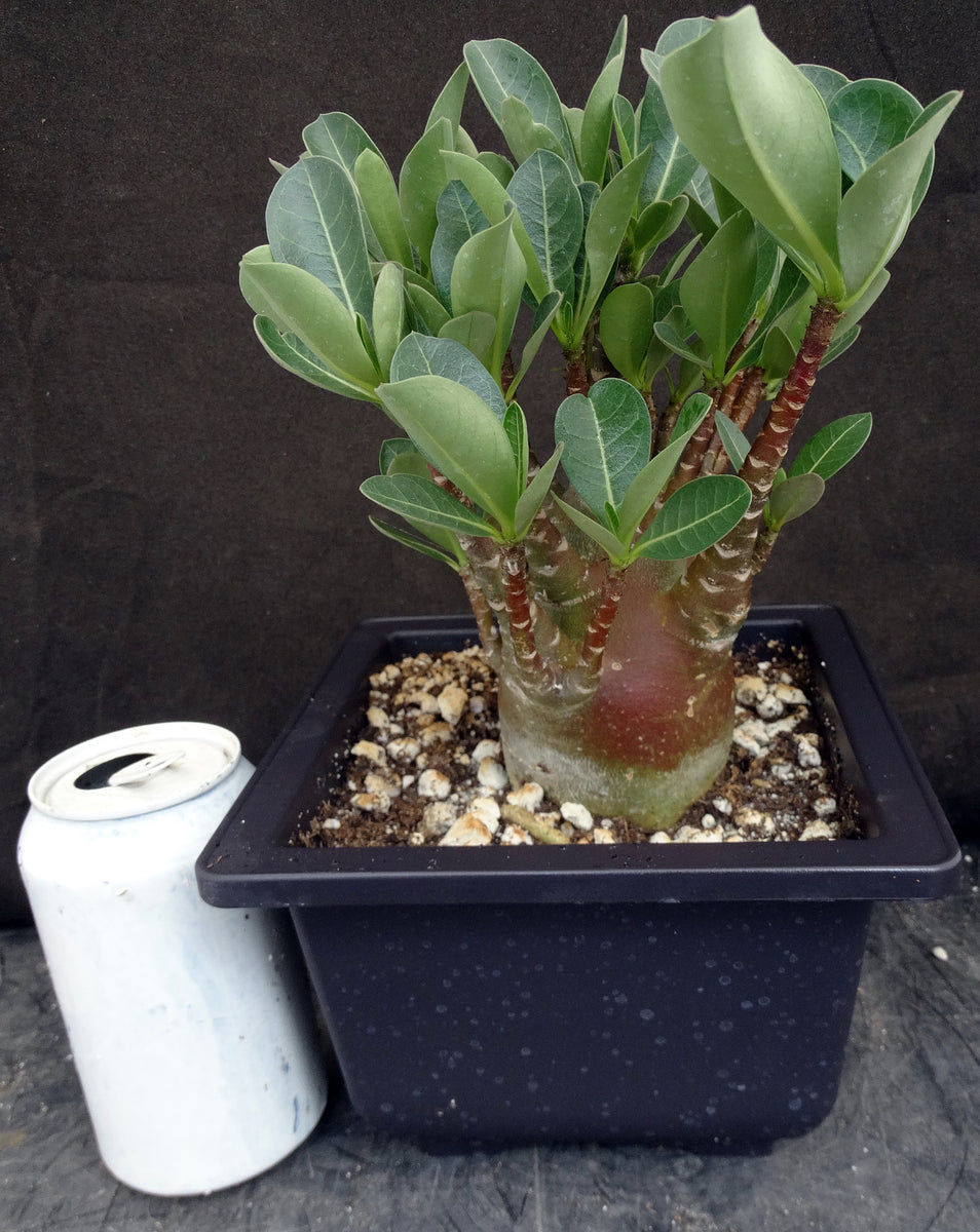 Adenium arabicum 'Black Skin' *Rare new cultivar* (D) – Kyle's Plants