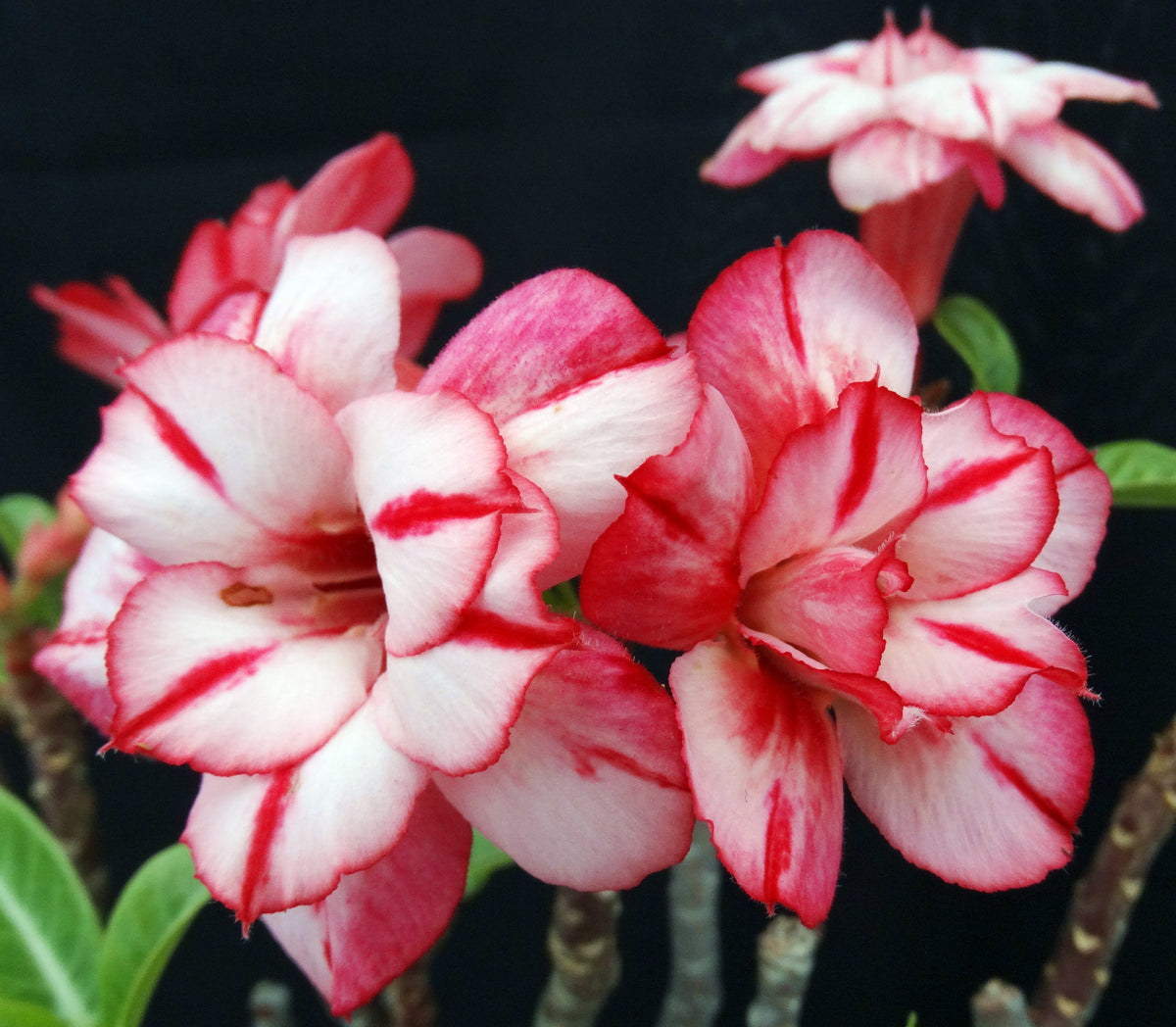 Adenium 'Bua Sawan' *Huge Plant* Grafted Hybrid – Kyle's Plants