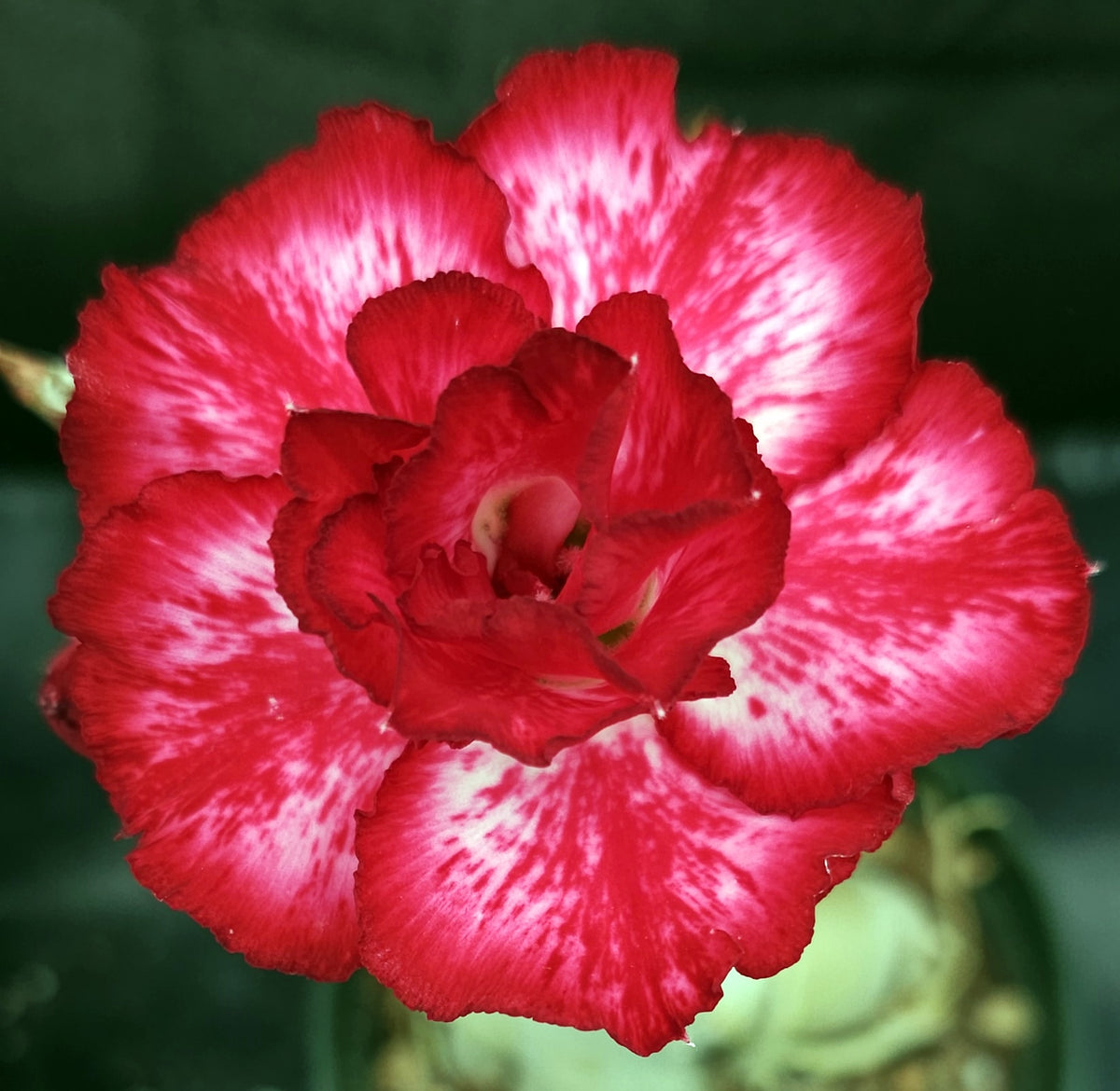 Adenium 'Super Mahalab' Grafted hybrid *CLEARANCE SALE* – Kyle's Plants