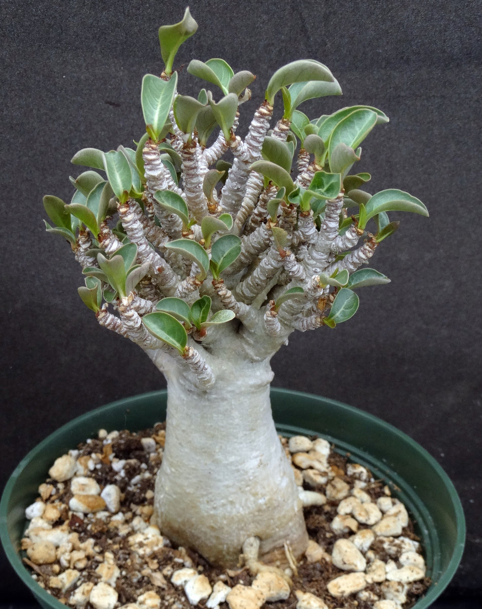 Adenium arabicum 'Thai Socotranum' (A) – Kyle's Plants