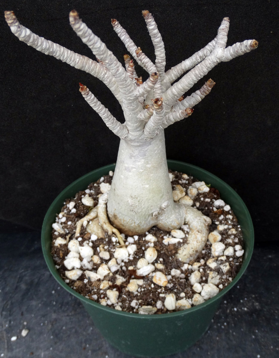 Adenium 'Thai Socotranum' (A) – Kyle's Plants