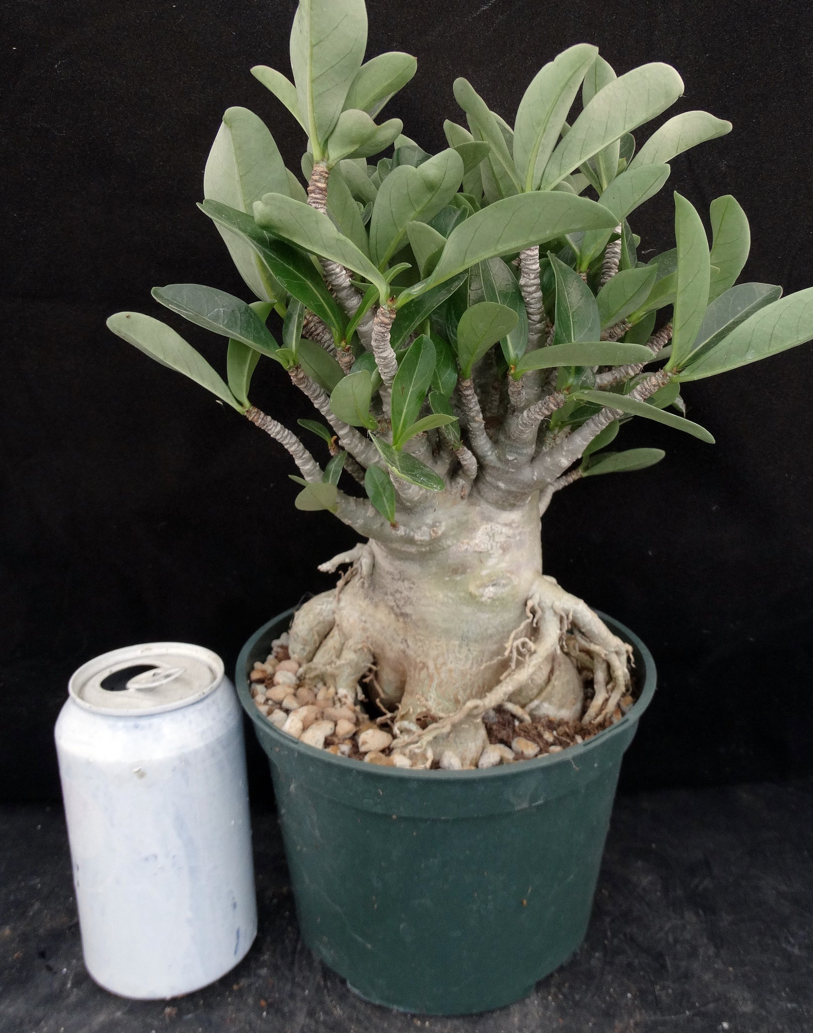 Adenium 'Thai Socotranum' (G) – Kyle's Plants