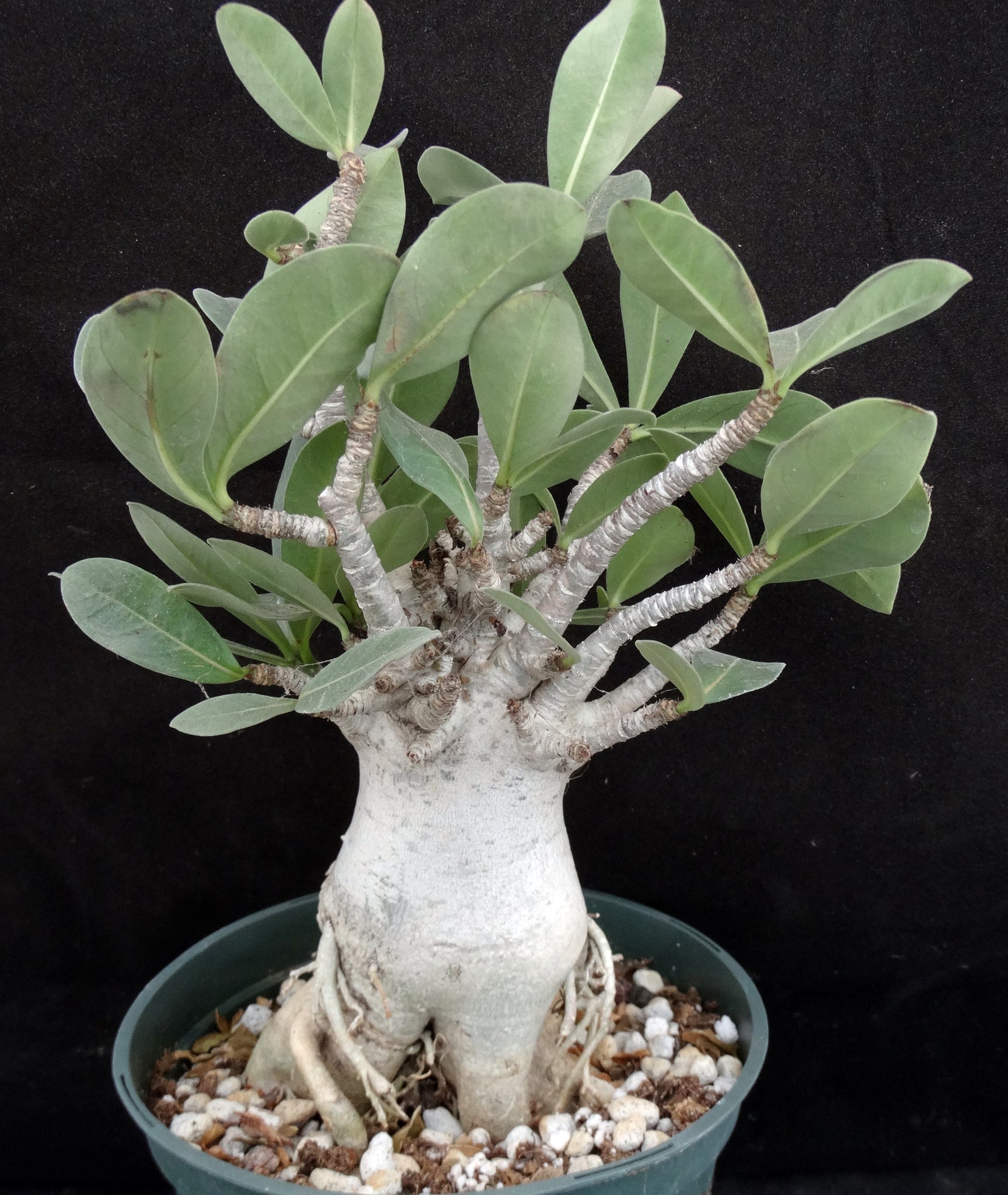 Adenium 'Thai Socotranum' (H) – Kyle's Plants