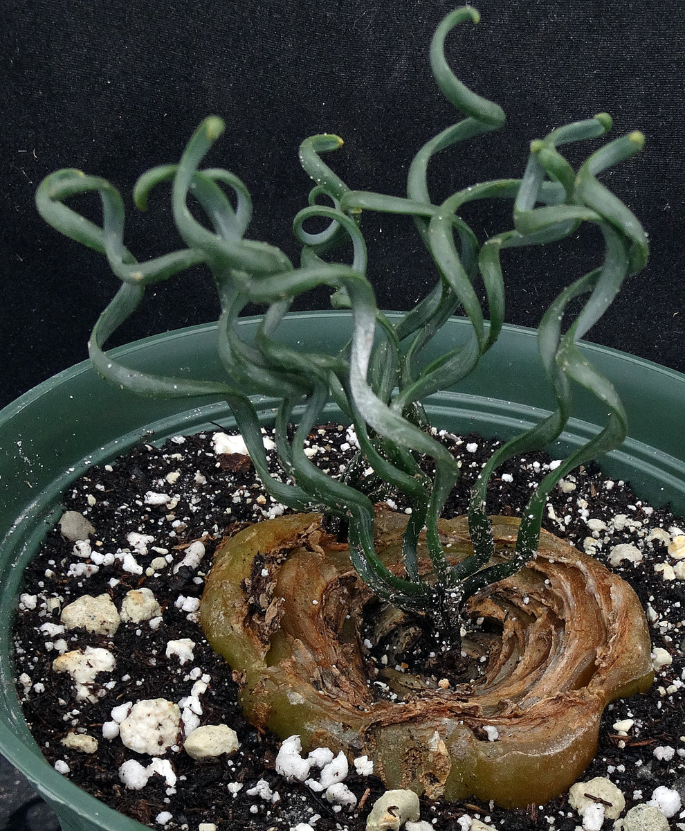 Albuca bruce-bayeri *Big Plant!* – Kyle's Plants