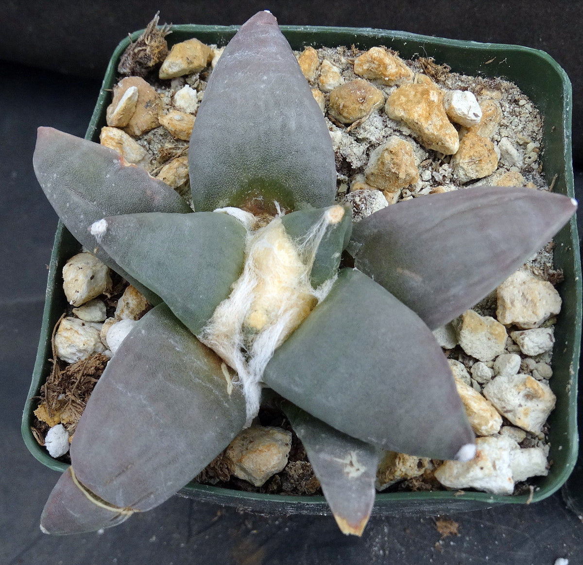 Ariocarpus retusus – Kyle's Plants