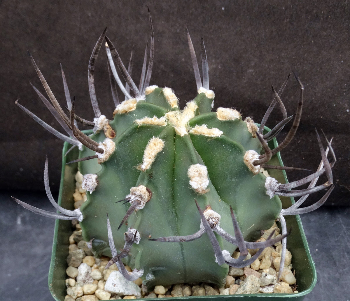 Astrophytum capricorne 'Buffalo' aka 'Taiho-Gyoku' – Kyle's Plants