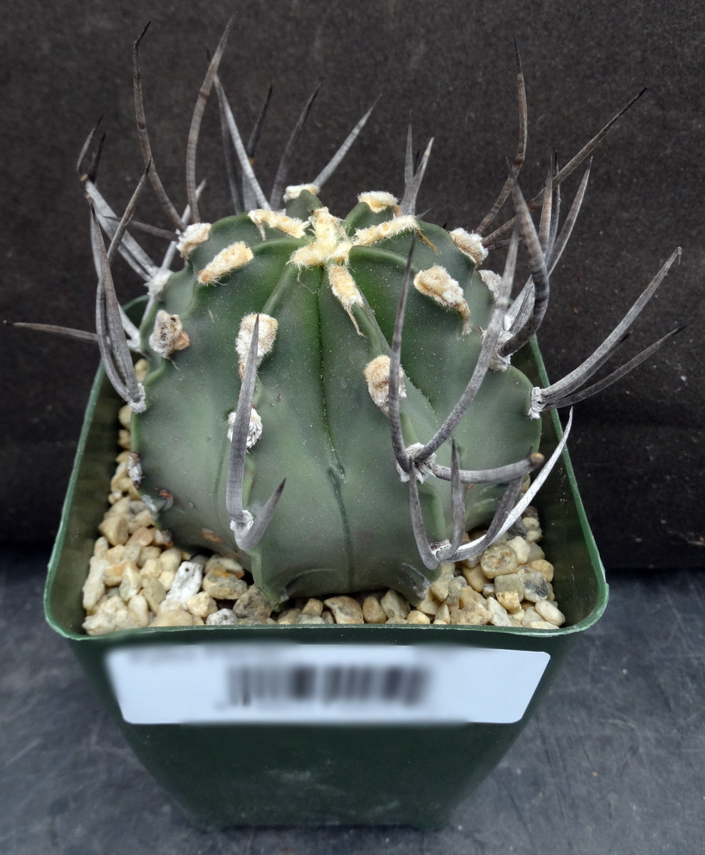 Astrophytum capricorne 'Buffalo' aka 'Taiho-Gyoku' – Kyle's Plants