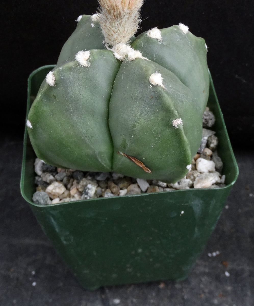 Astrophytum myriostigma v. nuda f. quadricostata *Bigger Plant* (B ...
