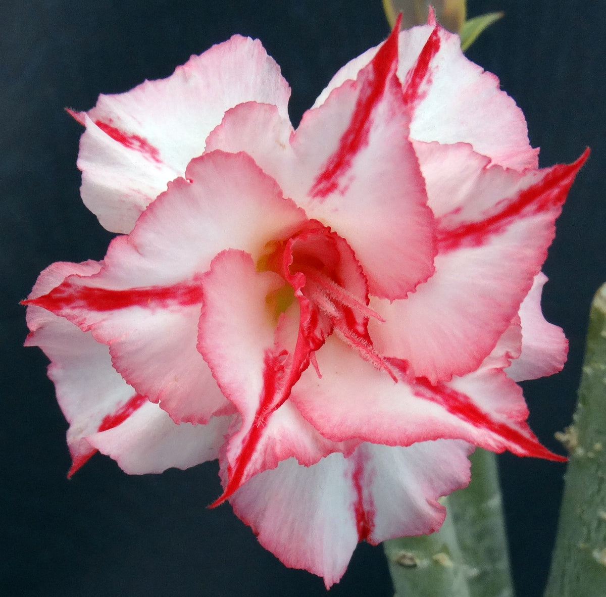 Adenium 'Bumblebee' Variegated! *Big Plants* Grafted Hybrid (C) – Kyle ...