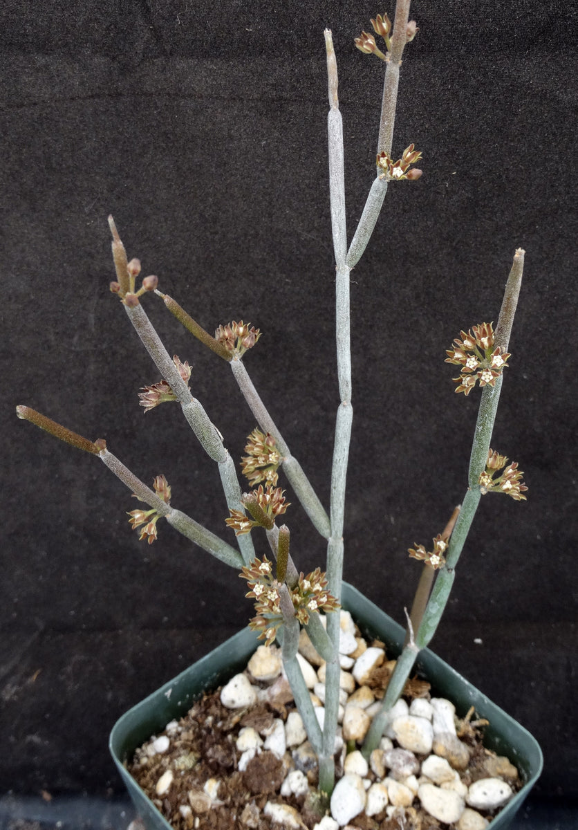 Cynanchum socotranum – Kyle's Plants