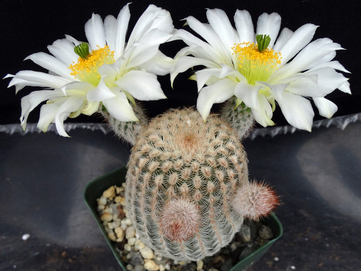 Echinocereus rigidissimus v. albiflorus – Kyle's Plants