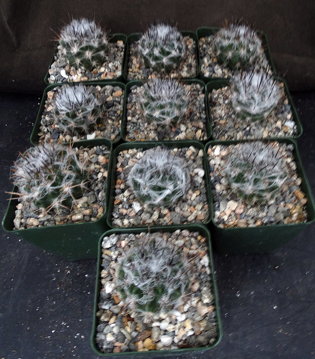 Eriosyce floccosa – Kyle's Plants