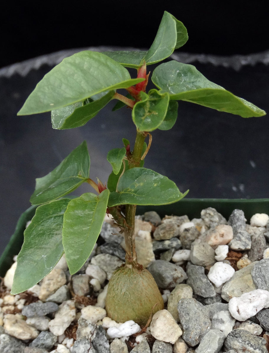 Ficus palmeri – Kyle's Plants