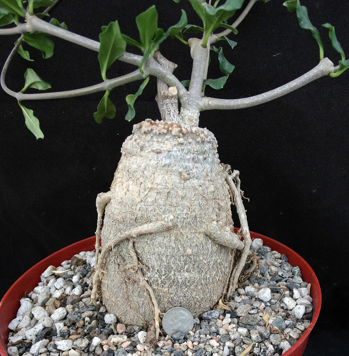 Fockea edulis *Big Plant* – Kyle's Plants