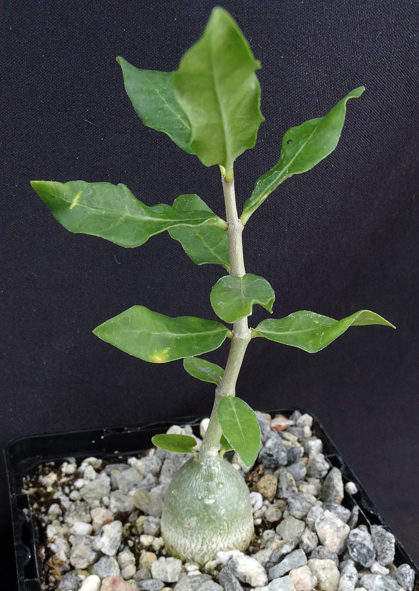 Fockea Edulis : Planter Et Cultiver - Ooreka