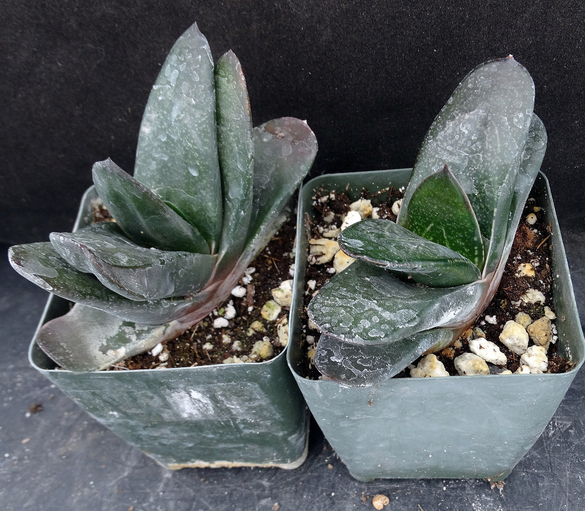 Gasteria Hybrid – Kyle's Plants
