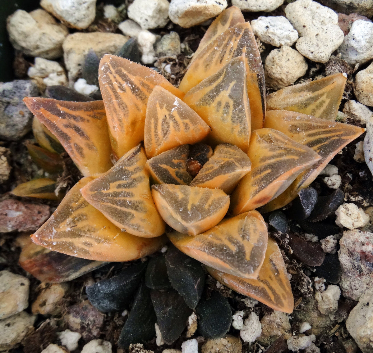 Haworthia pygmaea 'Tiger pygmaea' Variegated (A) – Kyle's Plants