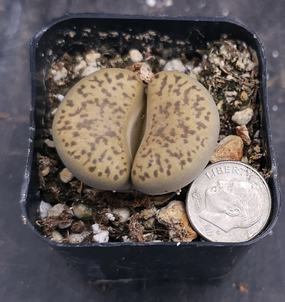 Lithops *Unidentified species* (A) – Kyle's Plants