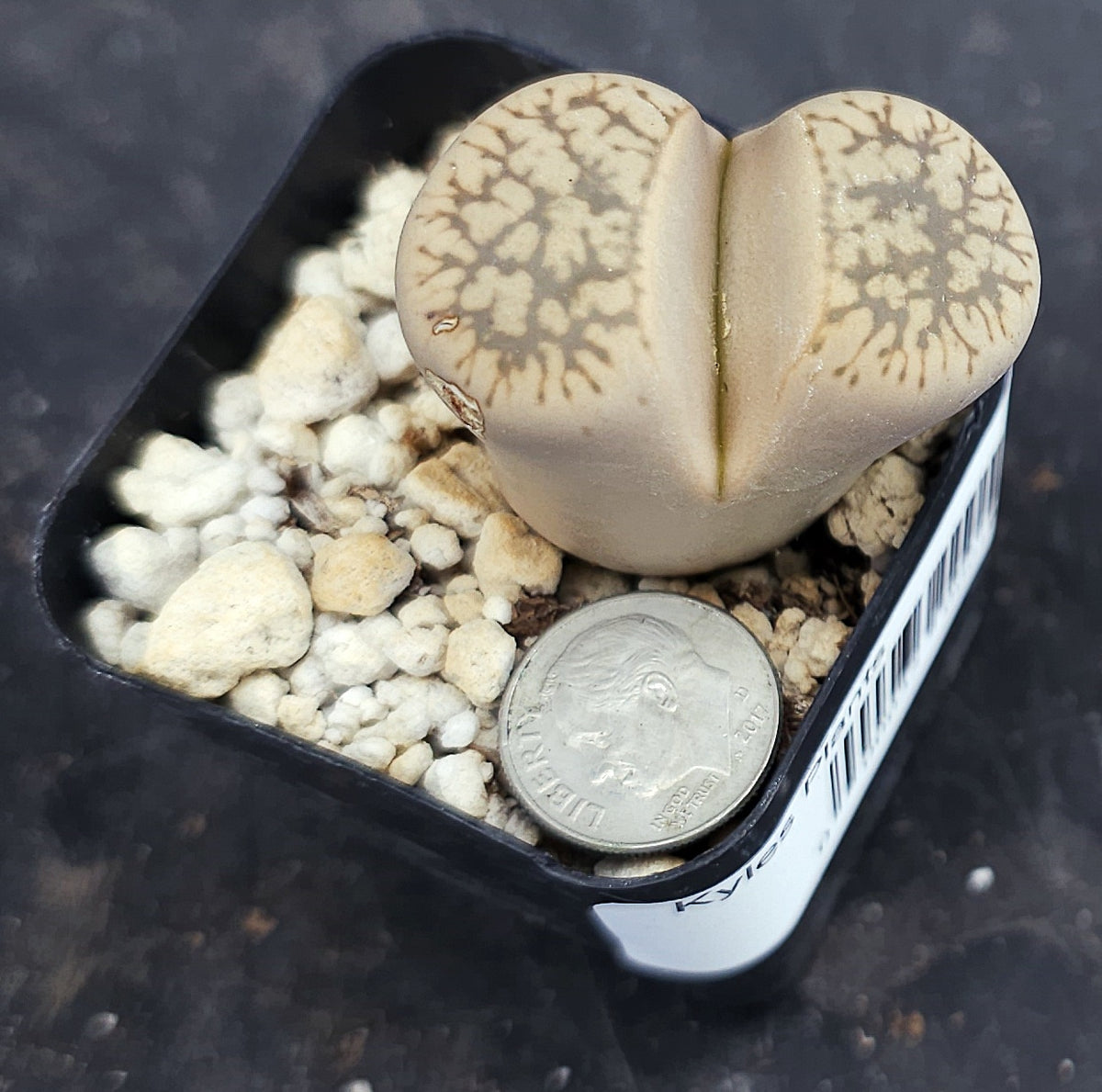 Lithops *Unidentified species* (D) – Kyle's Plants