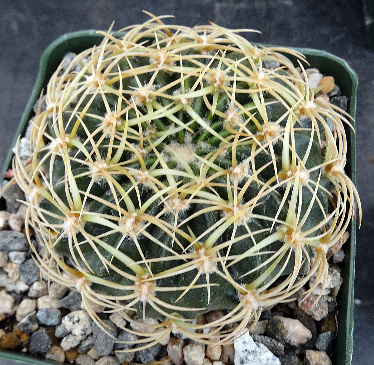 Lobivia prestoana – Kyle's Plants