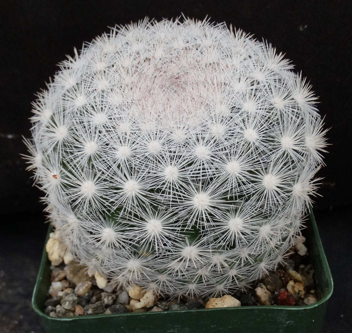 Mammillaria candida *Snowball Cactus* – Kyle's Plants