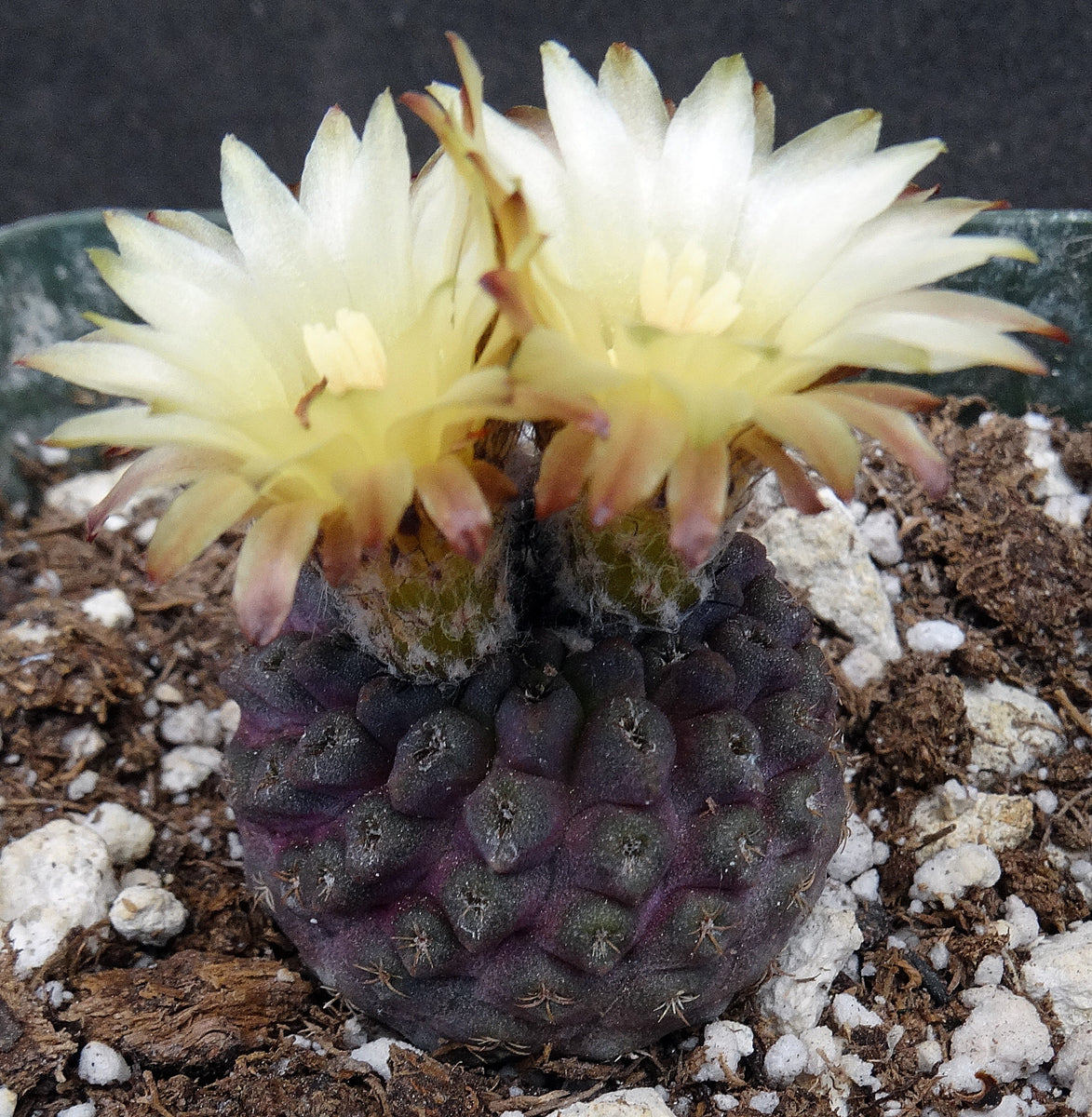 Eriosyce vexata – Kyle's Plants