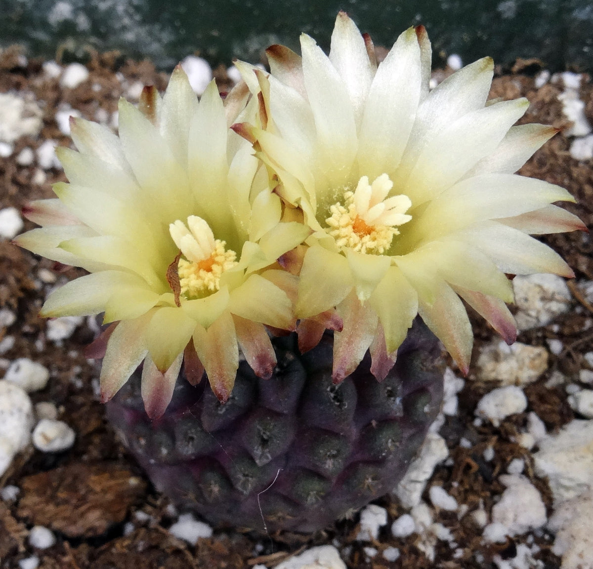 Eriosyce vexata – Kyle's Plants