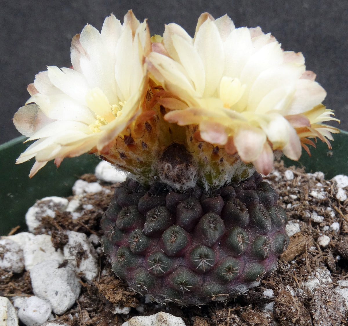 Eriosyce vexata – Kyle's Plants