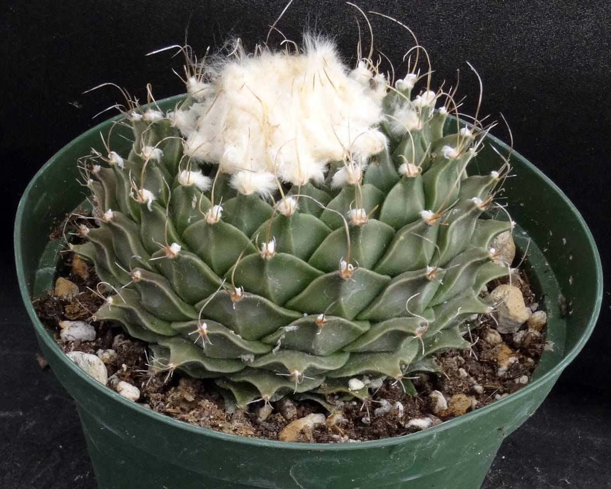 Obregonia denegrei Artichoke Cactus *Big Plant* 4.5" diameter – Kyle's ...