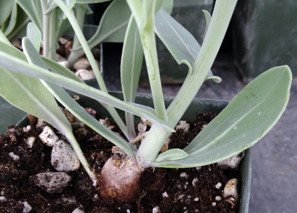 Othonna gymnodiscus *Winter growing geophyte* – Kyle's Plants