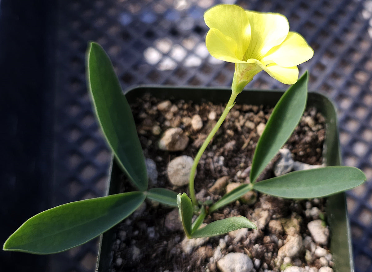 Oxalis fabaefolia – Kyle's Plants