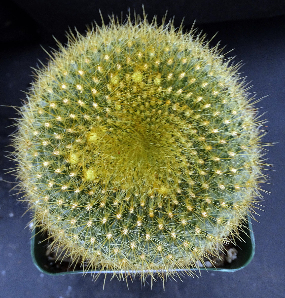 Parodia graessneri Golden donut cactus *Bigger Plants* – Kyle's Plants