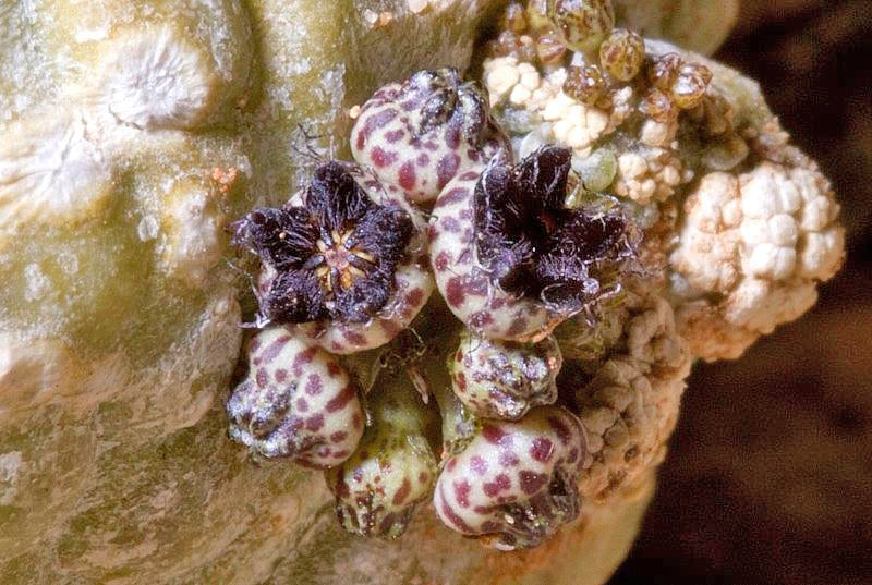 Pseudolithos harardheranus – Kyle's Plants