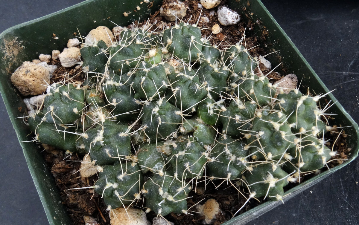 Puna subterranea *Red Flowers* – Kyle's Plants