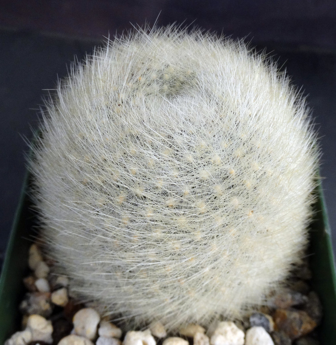 Rebutia albipilosa – Kyle's Plants