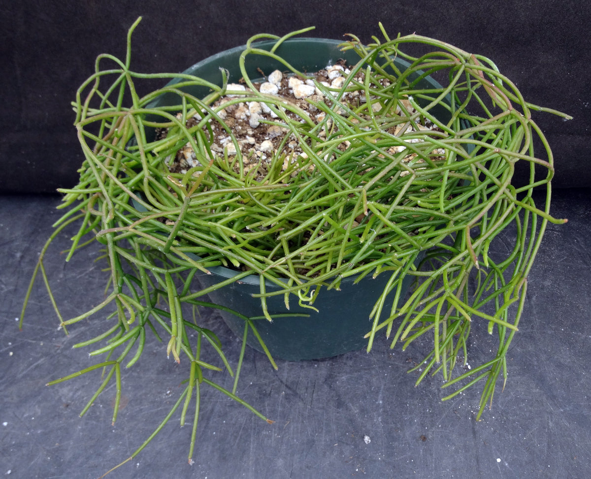 Rhipsalis capilliformis *Big Plants* – Kyle's Plants
