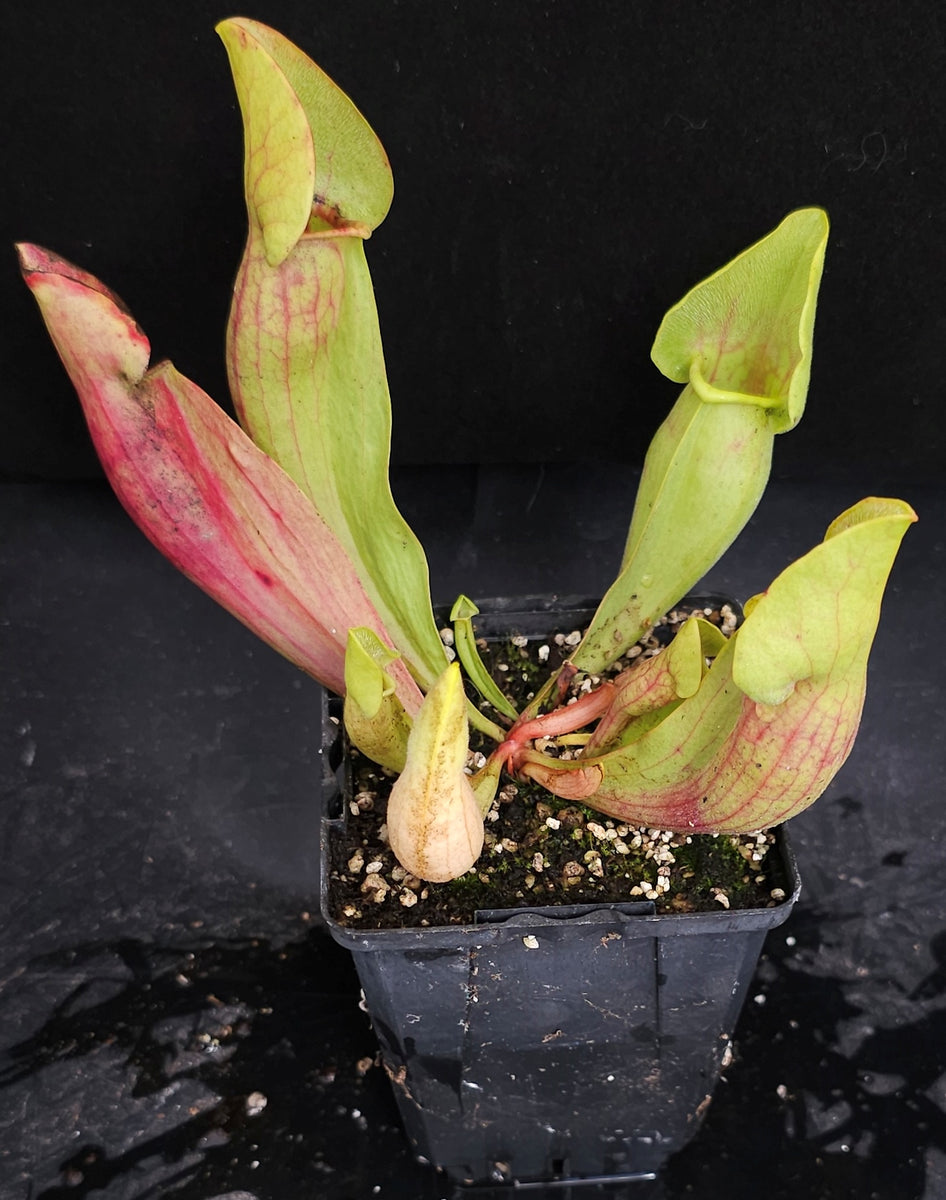 Sarracenia x 'Carolina Yellow Jacket' – Kyle's Plants
