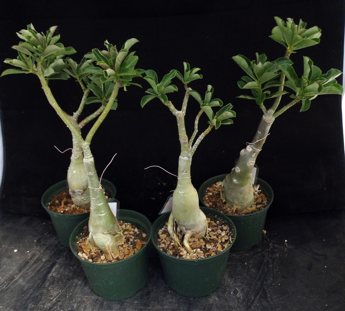 Adenium 'Super Mahalab' Grafted hybrid *CLEARANCE SALE* – Kyle's Plants