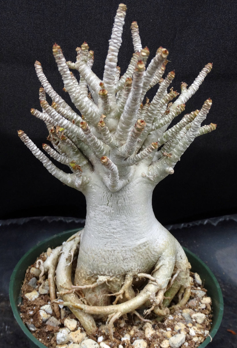 Adenium 'Thai Socotranum' – Kyle's Plants