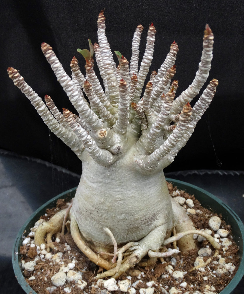 Adenium 'Thai Socotranum' – Kyle's Plants