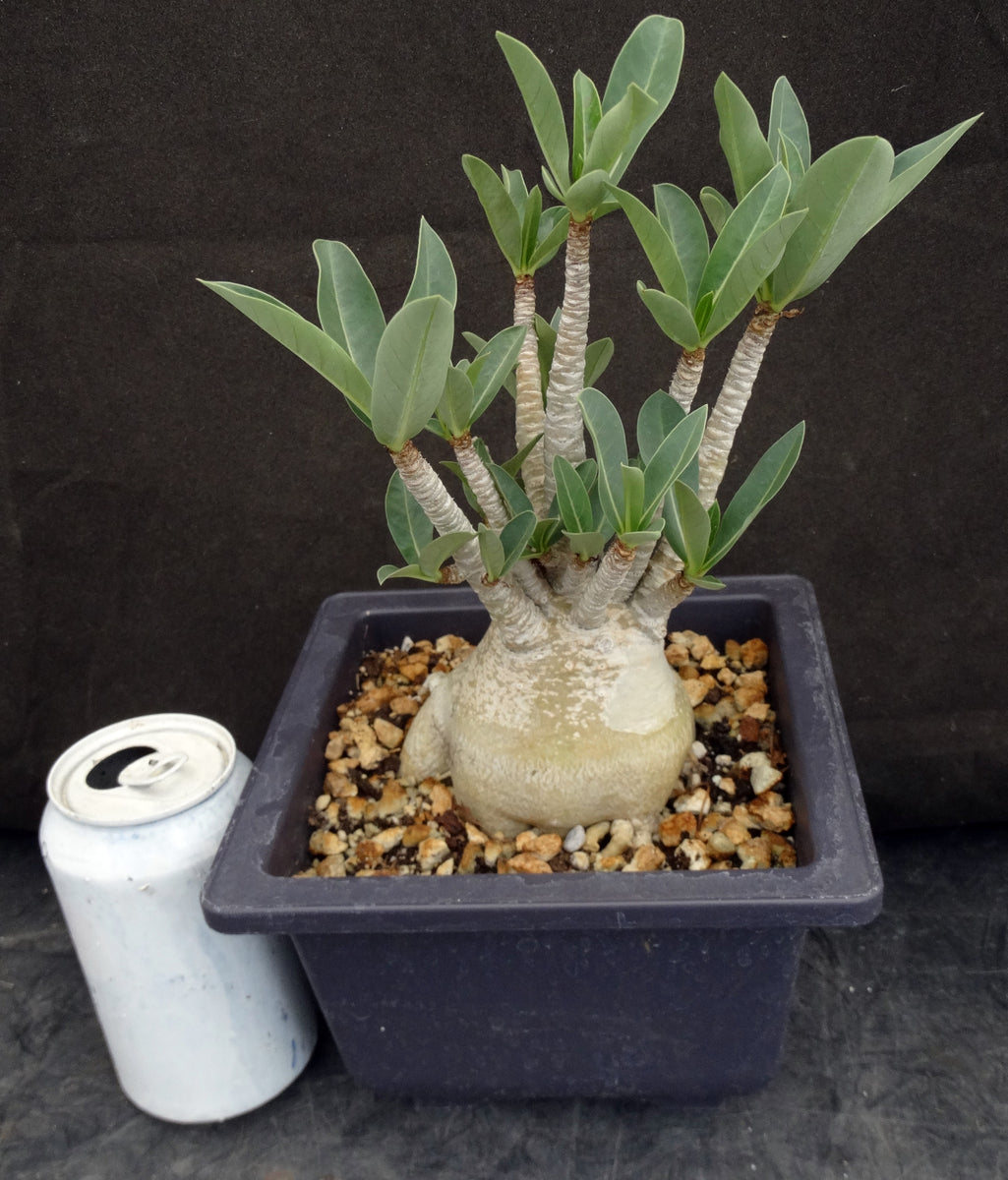 Adenium arabicum 'Thai Socotranum' (B) – Kyle's Plants