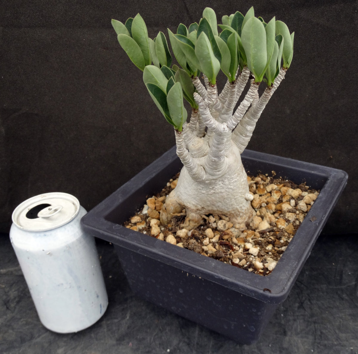 Adenium arabicum 'Thai Socotranum' (D) – Kyle's Plants